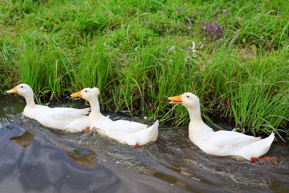 Oorah Events | Gallery